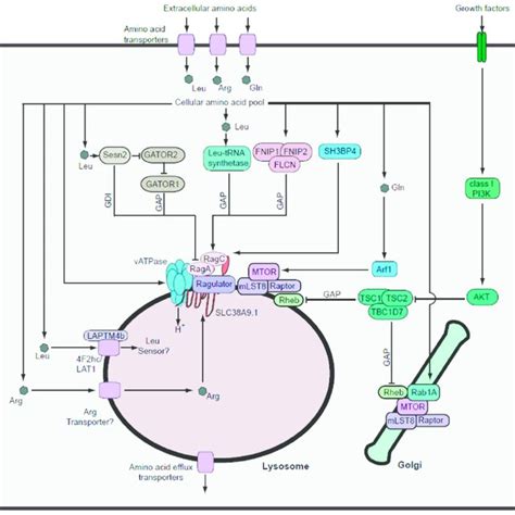 Circuitry Of Amino Acid Signalling To Mtorc1 Extracellular Amino Acids Download Scientific