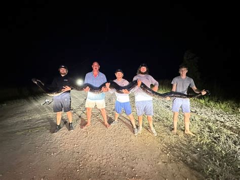 Images 198 Pound Burmese Python Captured In Collier County Nbc 6