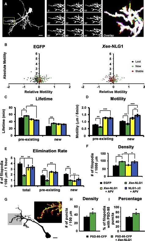 Figure 4 From Neurexin Neuroligin Cell Adhesion Complexes Contribute To Synaptotropic