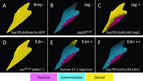The 2d Model Reproduces Experimental Genetic Perturbations The