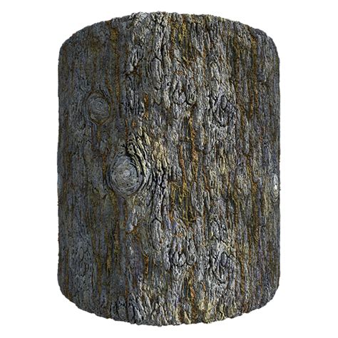 Tree Bark Texture Free PBR TextureCan