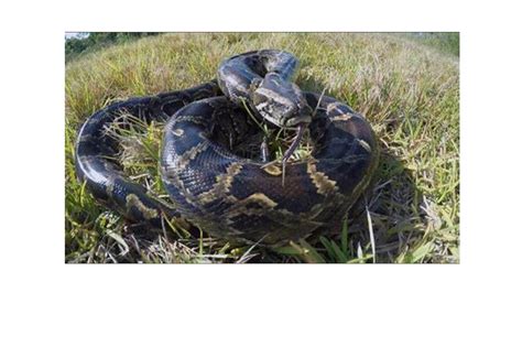 Woman Killed In Python Attack In Indonesia Aletihad News Center