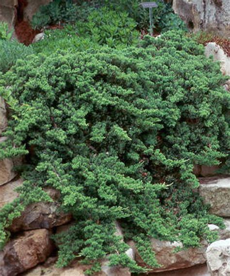 Juniperus Procumbens