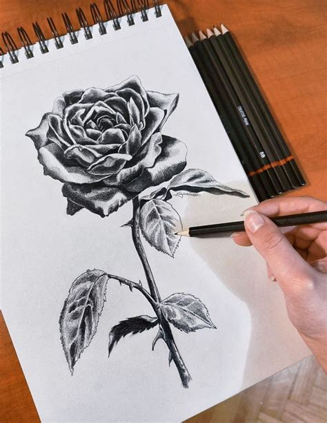 Realistic Drawing Realistyczny Rysunek Rose Drawing Rysunek Róży Ołówek Pencil Art