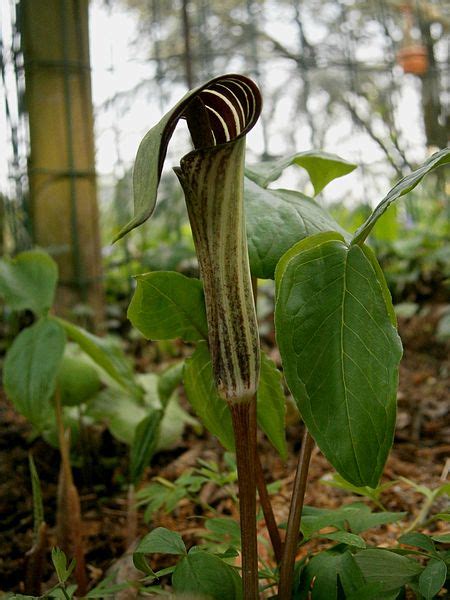 Arisaema Triphyllum Jersey Friendly Yards