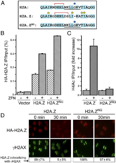 Anp32e Uses H2az S Docking Domain To Removes H2az A Sequence