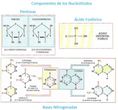 Que Es Un Nucleotido