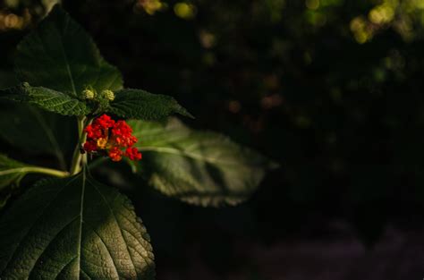 무료 이미지 녹색 빨간 꽃들 자연 작은 주황색 열정 고요한 꽃 피는 식물 식물학 꽃잎 닫다 매크로 사진 말발 란타나 카마라 식물 줄기 쌍떡잎