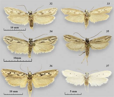 Adults Of Ethmia Spp 32 Ethmia Karasbergensis Sp N Male Holotype