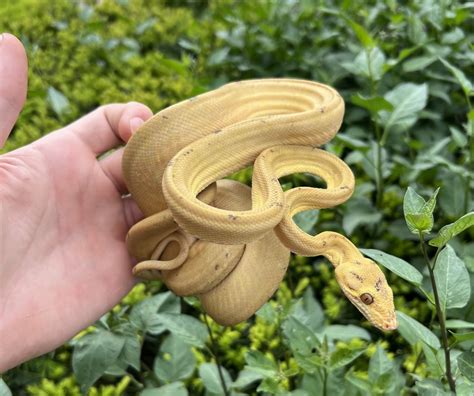 Arboreal Boas Pythons Page 2 Faunaclassifieds