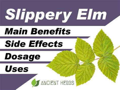 Slippery Elm Benefits Uses Dosage And Side Effects