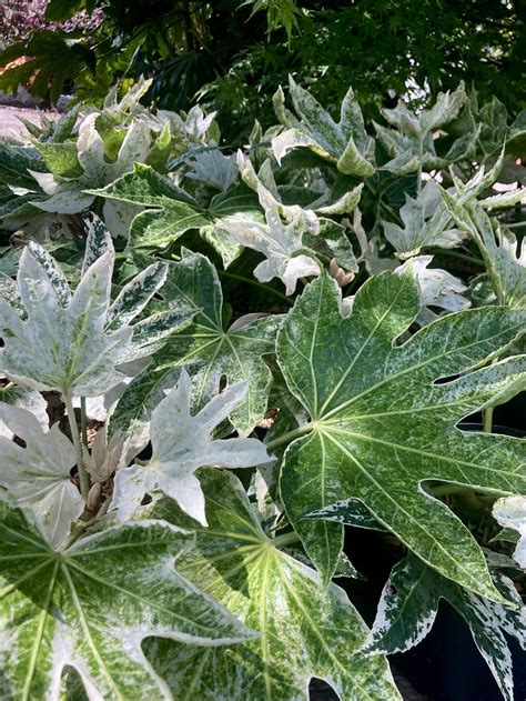 Fatsia Japonica Spiders Web Une Plante Dintérieur Exceptionnelle