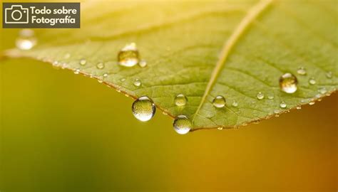 Descubre Cómo Tomar Fotos Macros Con Estos Consejos Y Trucos