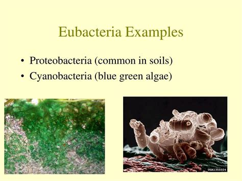 Eubacteria Examples