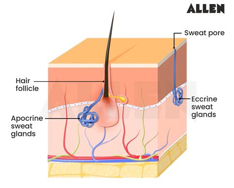 Sweat Glands Anatomy Types Functions And Regulations