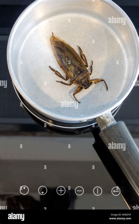 Preparation Of Edible Insects On A Cooktop Fried Giant Water Bug