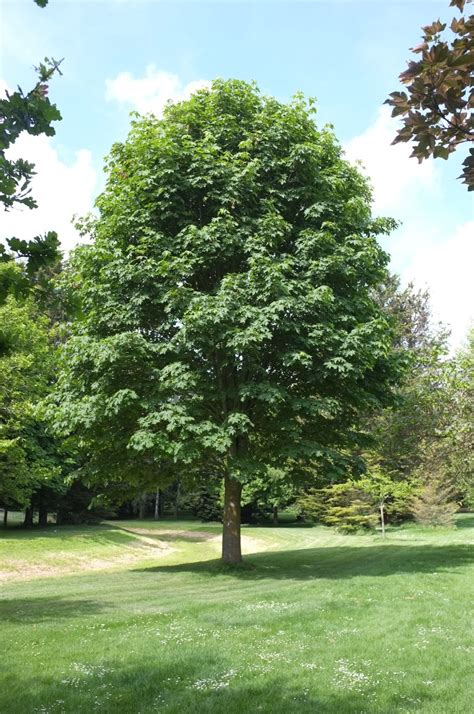 Acer Macrophyllum Trees And Shrubs Online