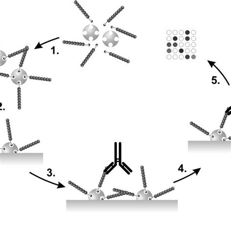 Schematic Outline Of The Peptide Microarray Immuno Assay 1 Download Scientific Diagram