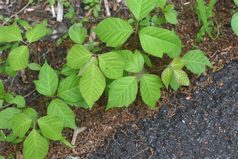 Is That Poison Ivy Food Science Institute