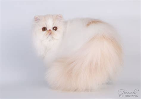 Aasta Parimad Kassid