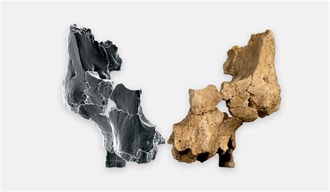 Oldest Facial Fossil Of Europe Discovered Techzle