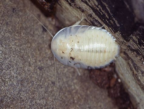 Cockroach Fossil Background Images Hd Pictures And Wallpaper For Free