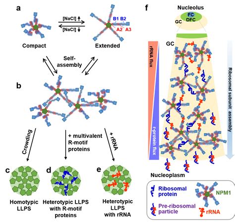 Nucleophosmin Holds It All Together The Smart Glue Of The Nucleolus Atlas Of Science