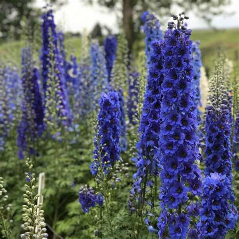 Delphinium Blue Buccaneers Perennial Resource