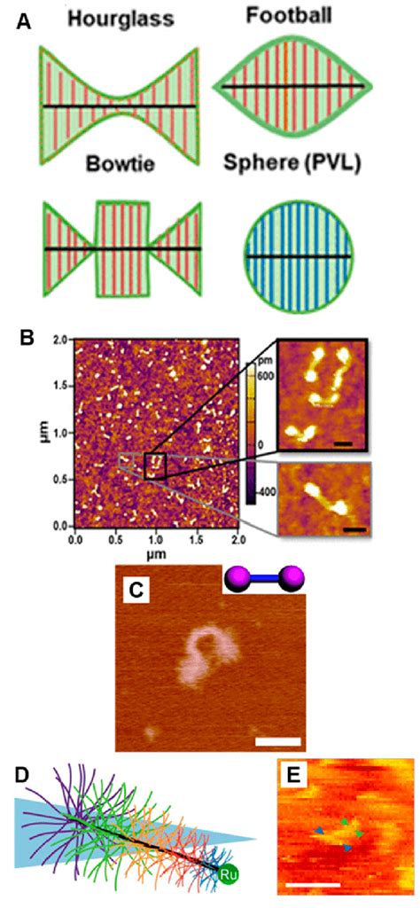 A Schematic Illustrations Of Targeted Engineered Bottlebrush Polymer