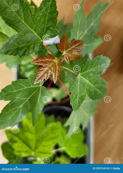 Plane Tree Platanus Acerifolia London Plane Seedlings Stock Image Image Of Branch Home