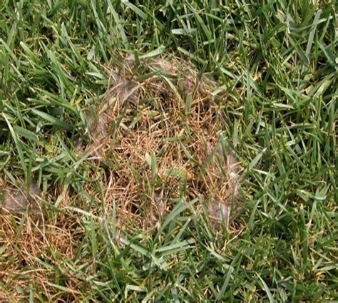 Grass Fungi WP Bowls Greens Care