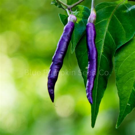 Chilis And Peppers Blue Pumpkin Seed Co