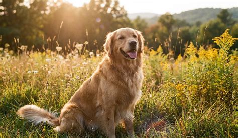 Golden Retriever Breed Guide The Good The Shed And The Cancer Stats