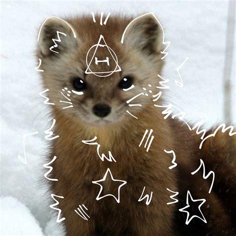 Best 13 Fennec Fox Therian Pfp Artofit