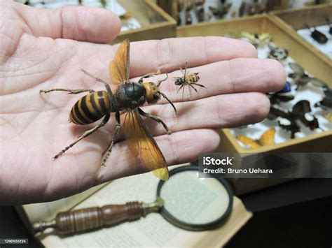 European Hornet Size Comparison