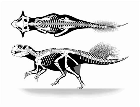 Psittacosaurus Dinosaurswiki