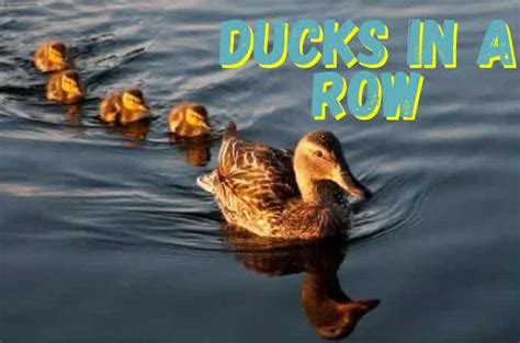 10 Phrases Similar To Ducks In A Row