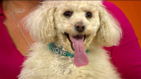 რომელია ყველაზე ჭკვიანი ძაღლის ჯიშები Youtube