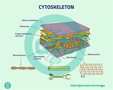 Biology Drawing Of Cytoskeleton Biología Dibujo Del Citoesqueleto
