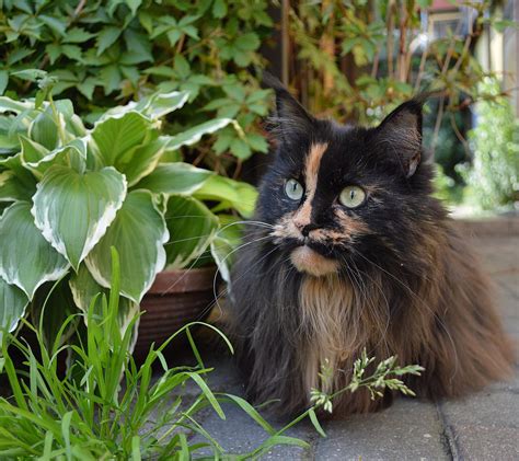 랙돌 고양이 성격과 특징 10가지 비마이펫 라이프