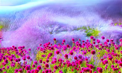 꽃객 프로젝트 핑크뮬리