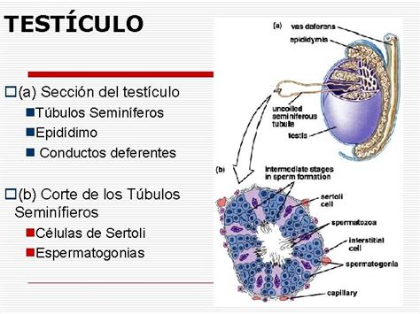 Reproduccin Humana Aparato Reproductor Masculino Testculos O Son