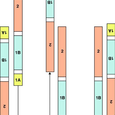 4 The Dst Crosslink Data Are Consistent With Three Modes Of Molecular