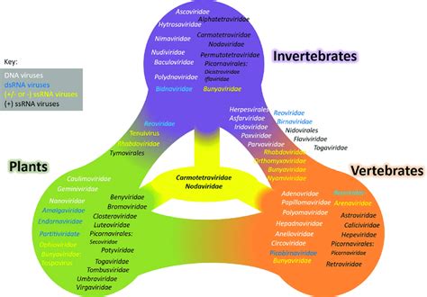 Diagrammatic Representation Of The Host Range Of Viruses Invertebrate