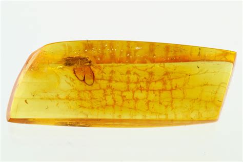 Fossil True Bug Heteroptera In Baltic Amber 272699 For Sale
