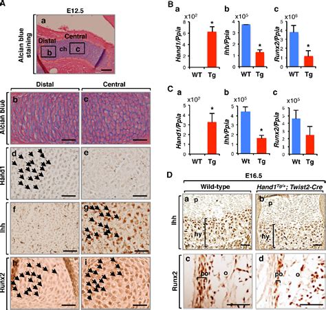 Figure 3 From The Transcription Factor Hand1 Is Involved In Runx2 Ihh