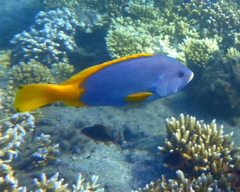 Epinephelus Flavocaeruleus Facts Diet Habitat And Pictures On