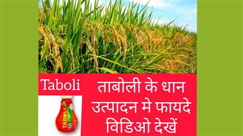 Sumitomo Taboli In Paddy Crop Youtube