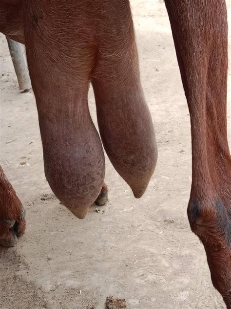 Nagra Beetal Bakri And Bakra Goat Breeder Pure Nagra Goat Goats