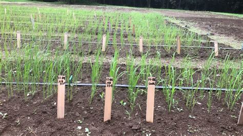 The Rice Root System 弘前大学農学生命科学部 作物生理・遺伝学研究室